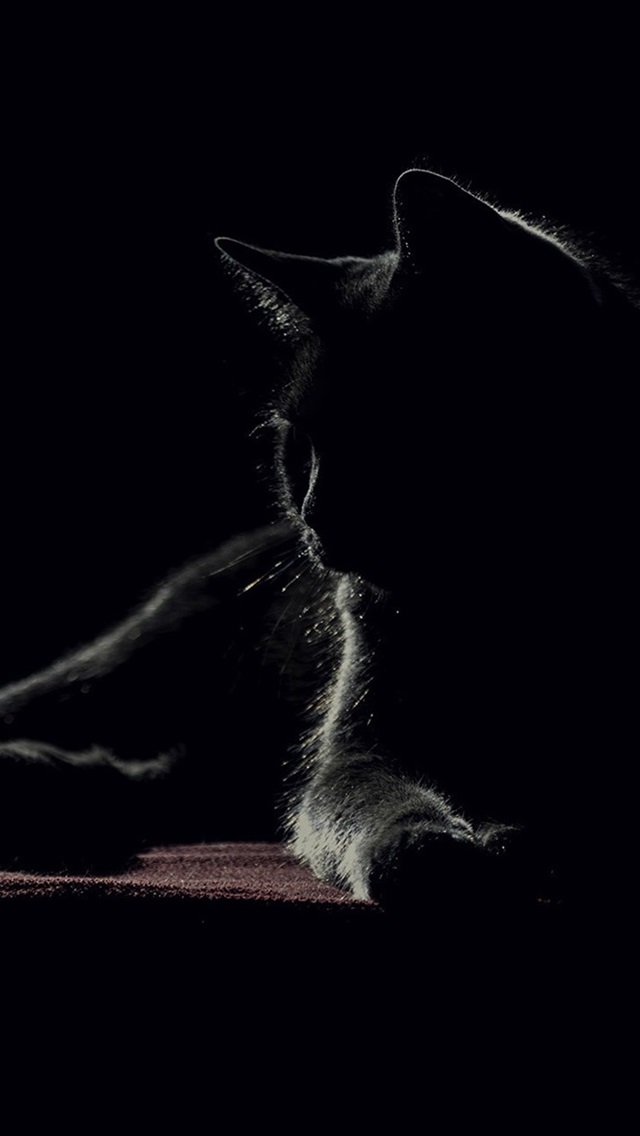 aquel gato | Club de Escritura Fuentetaja