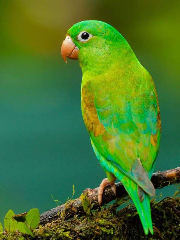 Aventura mensual: Super Perico y Un amo digno de su sirviente (29 de 32 ...