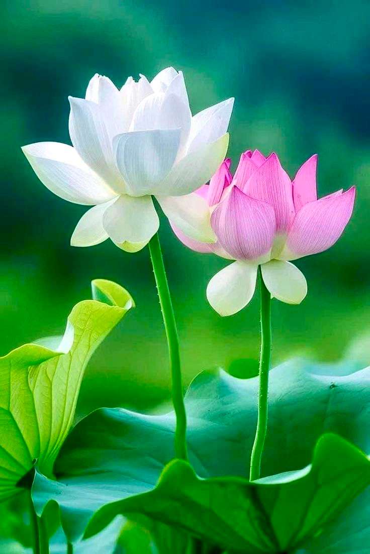 Francisco Gallardo Perogil