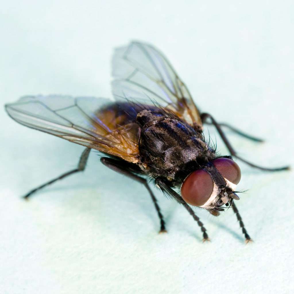 La Mosca Indigente. | Club de Escritura Fuentetaja