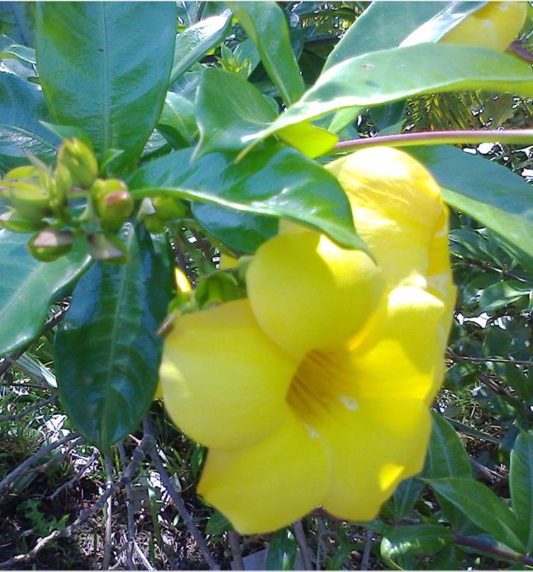 Como la flor de alamanda | Club de Escritura Fuentetaja