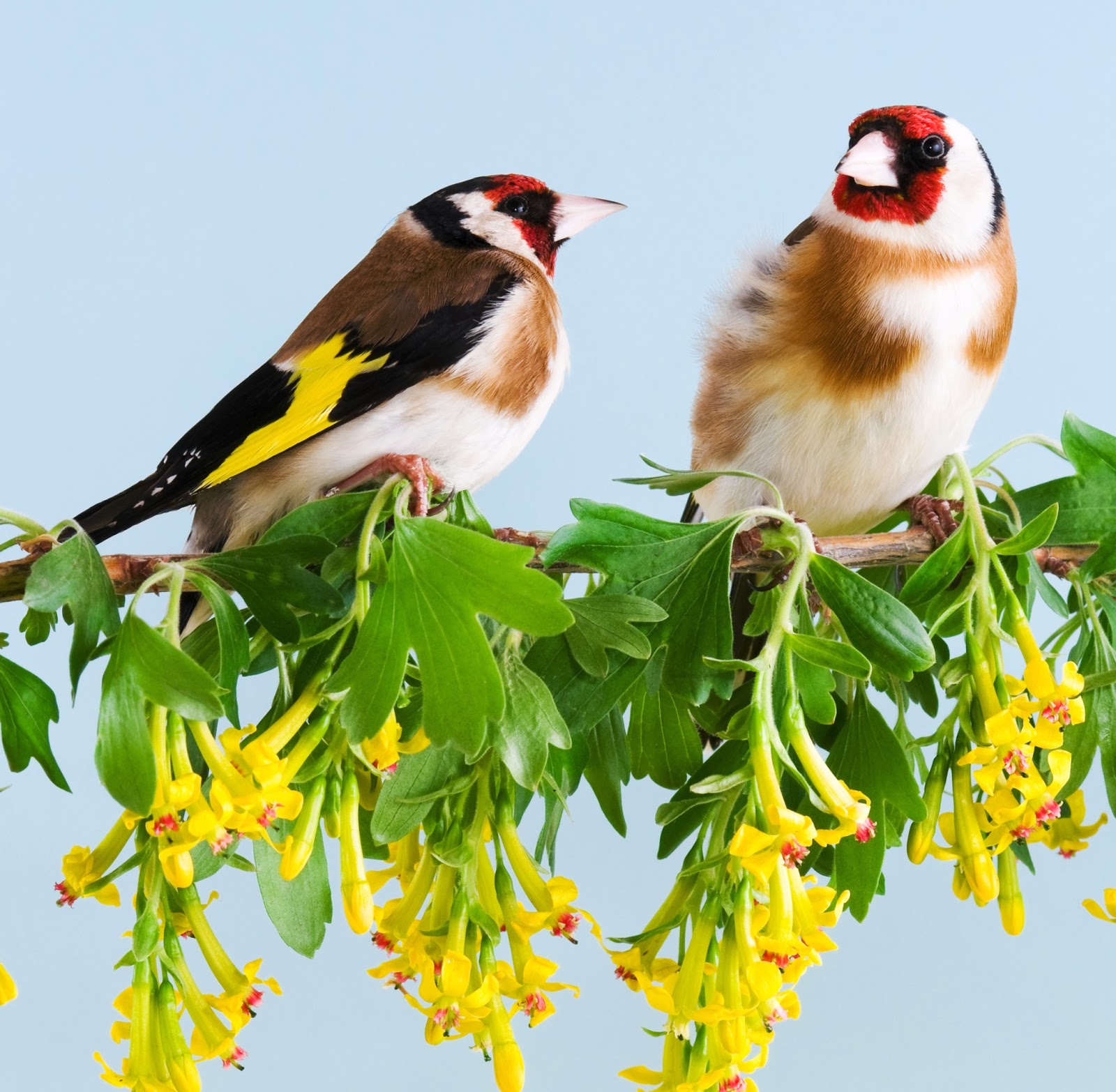 PAJARILLO HERIDO | Club de Escritura Fuentetaja